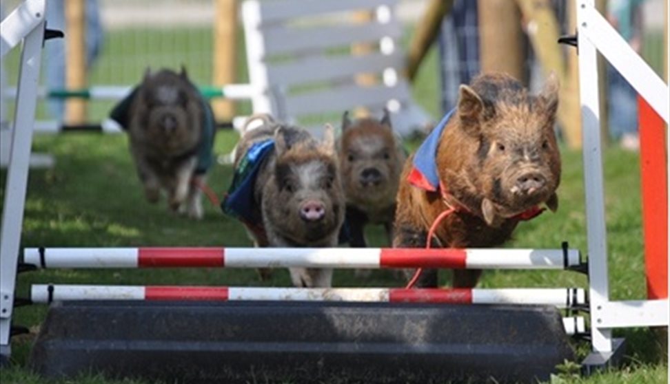 Pennywell Farm - Visit Plymouth